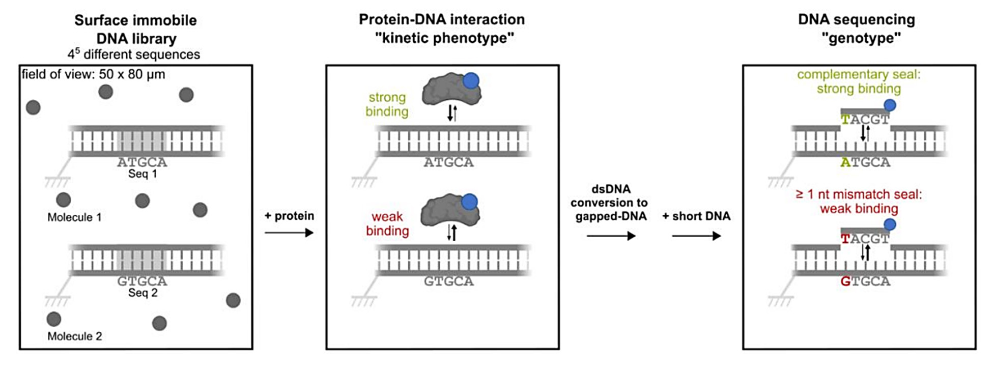 Single-molecule phenotyping coupled with in situ single-molecule DNA ...