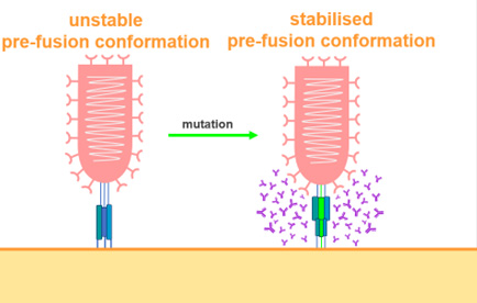Stabilised class III viral fusion proteins for more effective ...