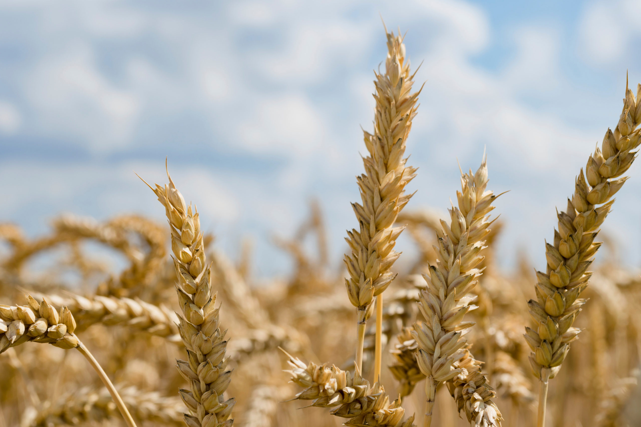 Using the CHLORAD pathway to improve crop yield traits - Oxford ...