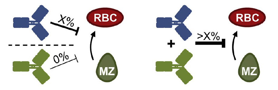 New RH5-based malaria prophylaxis with stronger infection inhibition ...