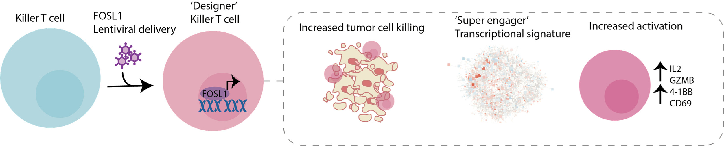 Designer Cytotoxic T cells: Transcription Factor-Based Engineering with ...